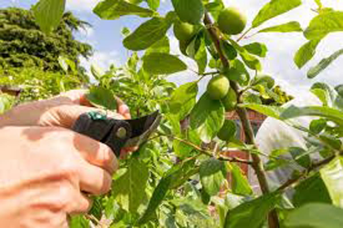 Pruning Fruit Trees -Whatcom County Master Gardeners