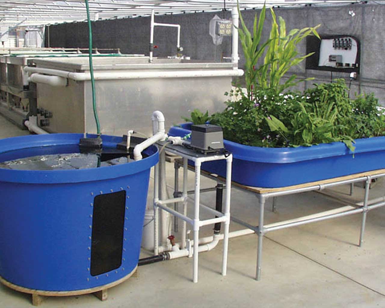 Aquaponics for Sustainable Growth -Whatcom County Master Gardeners